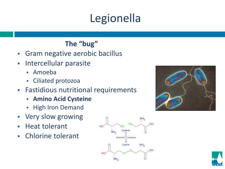 PPT - Legionellosis: Risk Management Planning PowerPoint Presentation ...