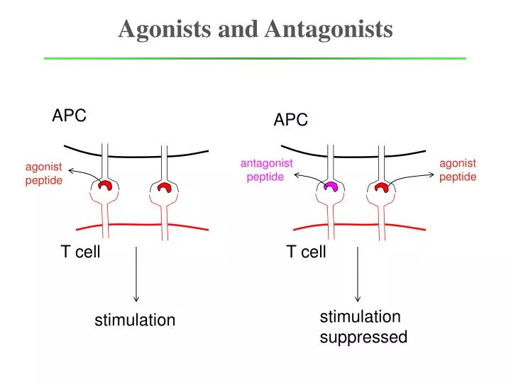 PPT - Agonists and Antagonists PowerPoint Presentation, free download ...