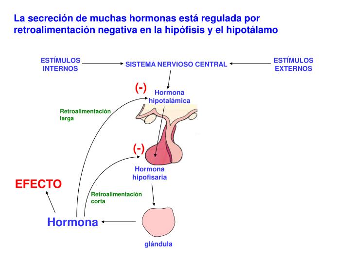 PPT - EJE HIPOTÁLAMO-HIPOFISARIO PowerPoint Presentation - ID:5682730