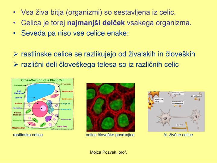 PPT - Celica PowerPoint Presentation - ID:5683563