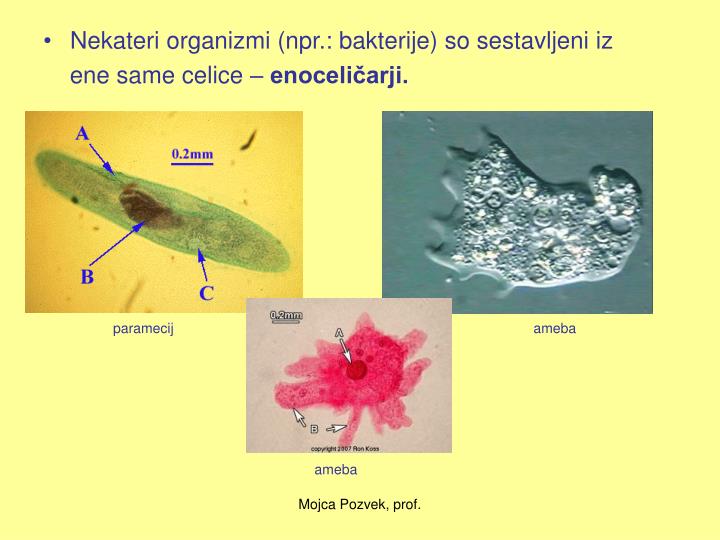 PPT - Celica PowerPoint Presentation - ID:5683563