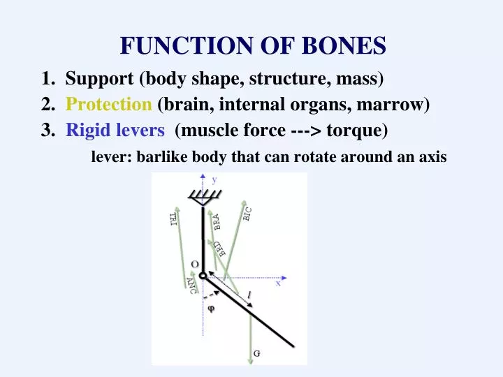 PPT - FUNCTION OF BONES PowerPoint Presentation, free download - ID:5684097