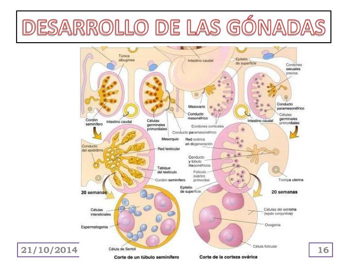 Ppt Embriología Del Sistema Reproductor Powerpoint Presentation Id