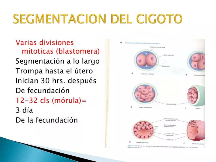PPT - SEGMENTACION DEL CIGOTO PowerPoint Presentation, free download ...