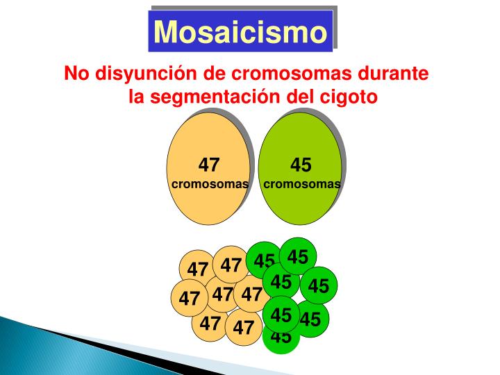 PPT - SEGMENTACION DEL CIGOTO PowerPoint Presentation - ID:5684951