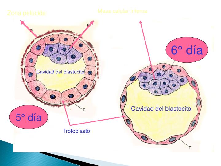 PPT - SEGMENTACION DEL CIGOTO PowerPoint Presentation - ID:5684951