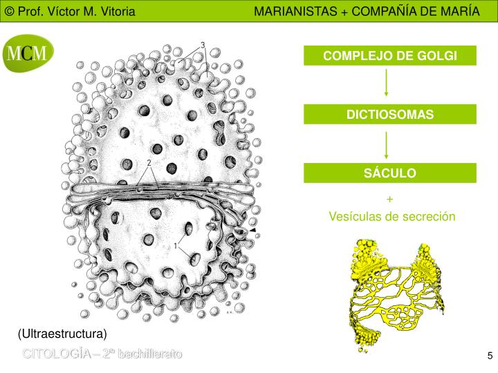 PPT - EL COMPLEJO DE GOLGI PowerPoint Presentation - ID:5684972
