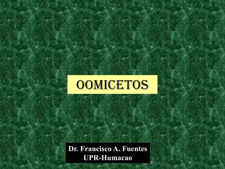 PPT - OOMICETOS PowerPoint Presentation, free download - ID:5685307