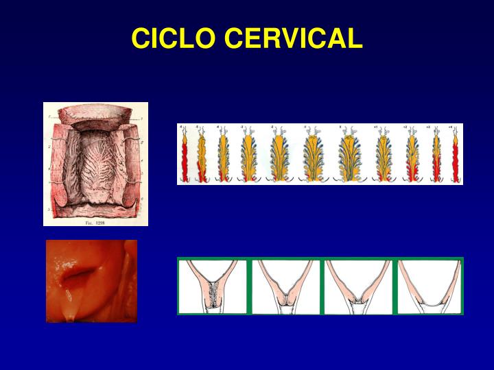 PPT - Ciclo Menstrual PowerPoint Presentation - ID:5685518