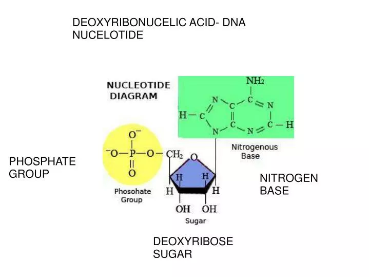 PPT - DEOXYRIBONUCELIC ACID- DNA NUCELOTIDE PowerPoint Presentation ...