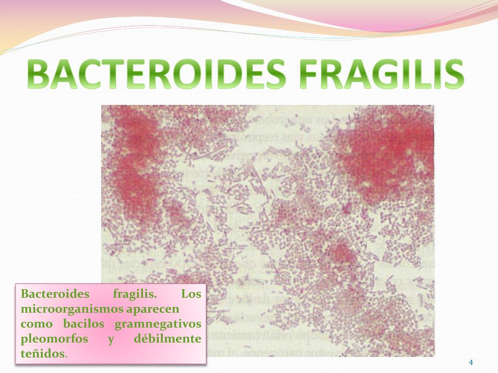 PPT - Bacterias de importancia médica: Bacteroides fragilis y Vibrio ...