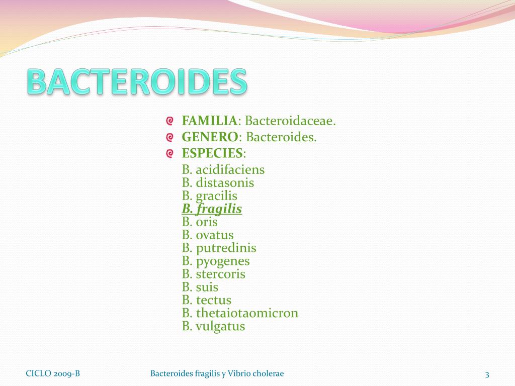 PPT - Bacterias de importancia médica: Bacteroides fragilis y Vibrio ...