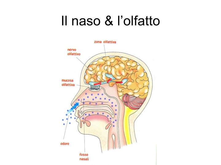 PPT - Il corpo umano PowerPoint Presentation - ID:5686474