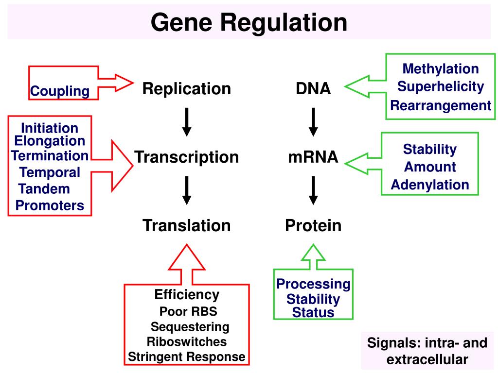 Ppt Gene Regulation Signalling Powerpoint Presentation Free