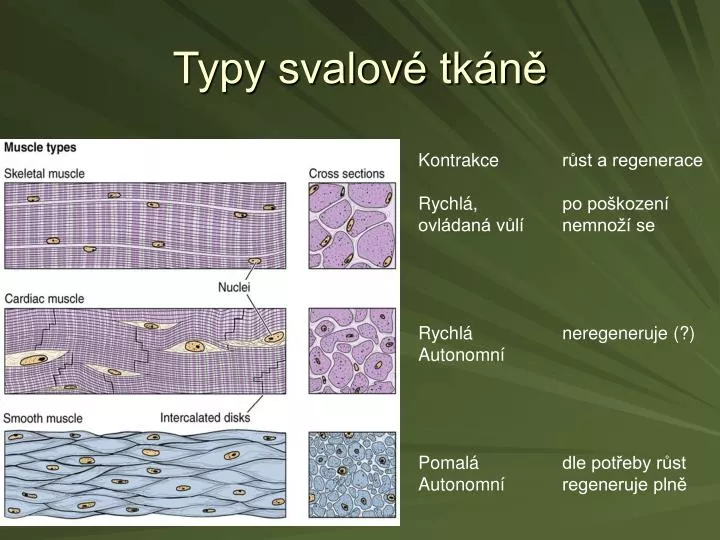 PPT - Typy svalové tkáně PowerPoint Presentation, free download - ID ...
