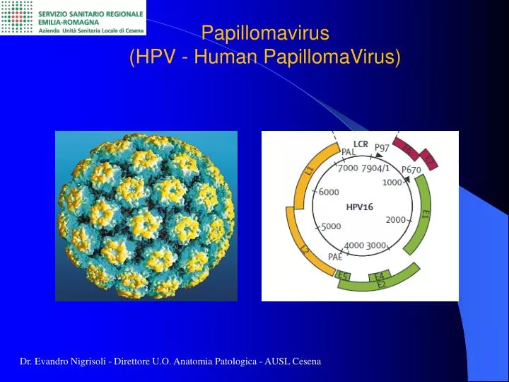 PPT - Papillomavirus (HPV - Human PapillomaVirus) PowerPoint ...