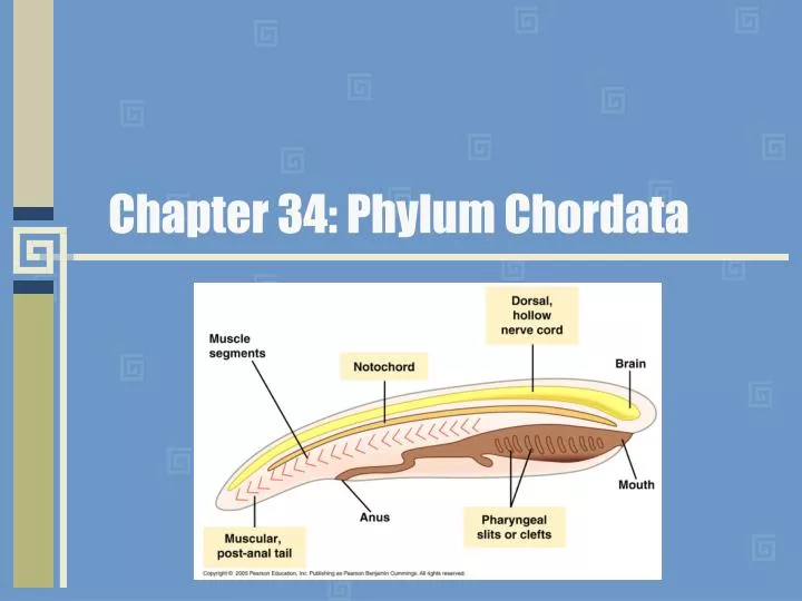 PPT - Chapter 34: Phylum Chordata PowerPoint Presentation, free ...
