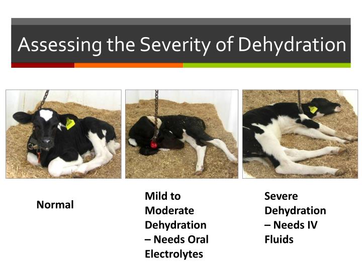 PPT - Health and Disease in Calves and Heifers PowerPoint Presentation ...