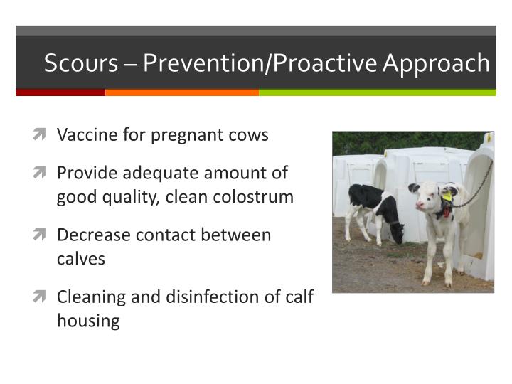 PPT - Health and Disease in Calves and Heifers PowerPoint Presentation ...