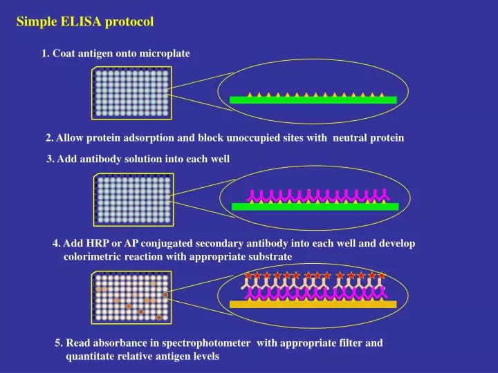 PPT - Simple ELISA protocol PowerPoint Presentation, free download - ID ...