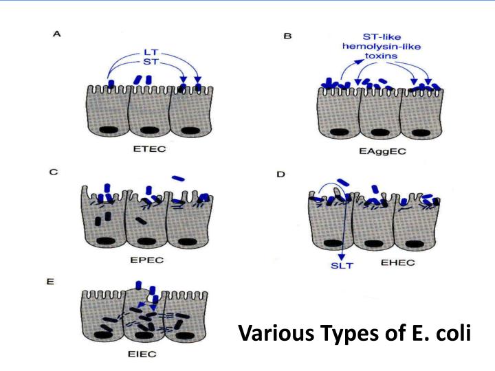 PPT - Enterobacteriaceae PowerPoint Presentation - ID:5689678