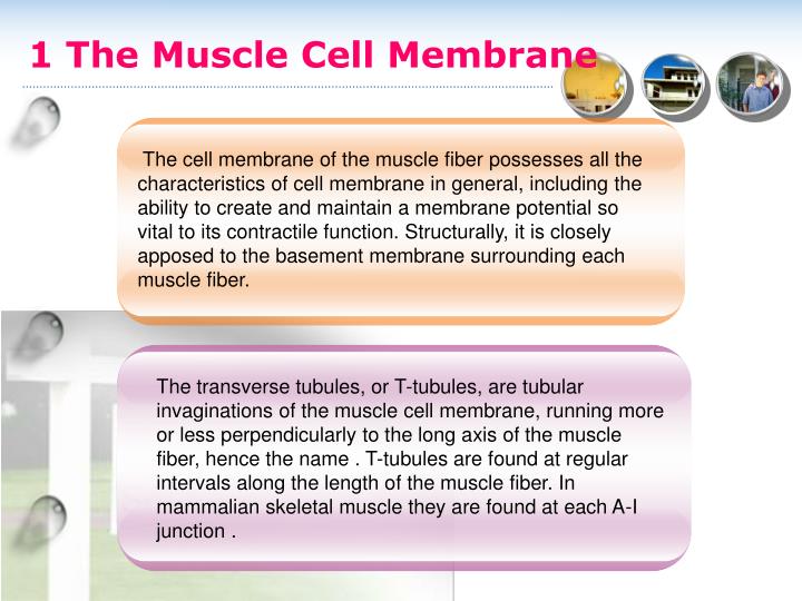 PPT - CHAPTER 2 THE MUSCLE AND ITS CONTRACTION PowerPoint Presentation ...
