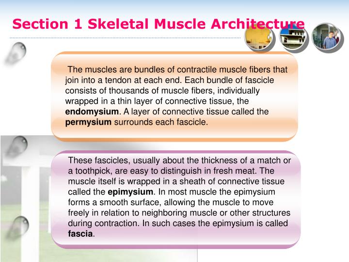 PPT - CHAPTER 2 THE MUSCLE AND ITS CONTRACTION PowerPoint Presentation ...