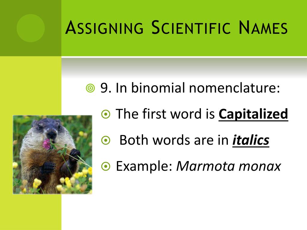 PPT - NIQ #6: Classification PowerPoint Presentation, free download ...
