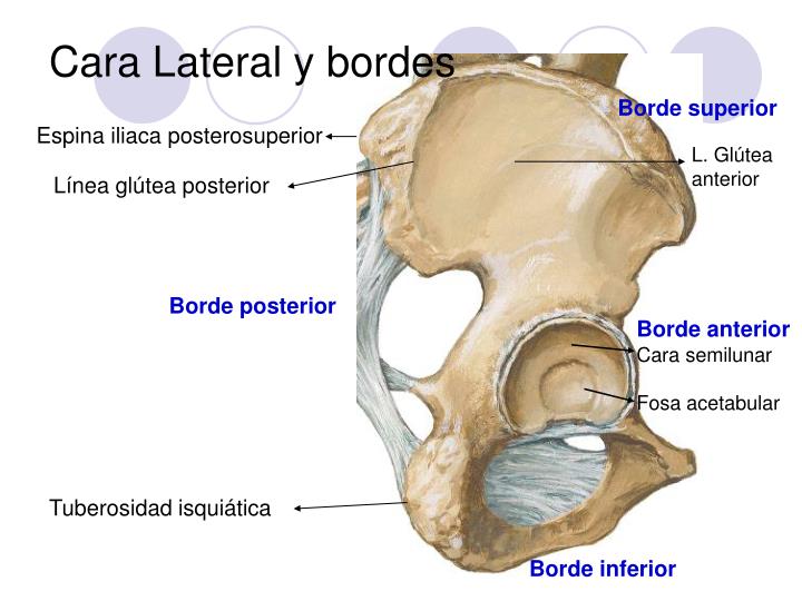 PPT - Sist. Locomotor de Pelvis y M. Inferior PowerPoint Presentation ...