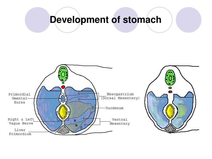 PPT - Development of GI system PowerPoint Presentation - ID:5693177