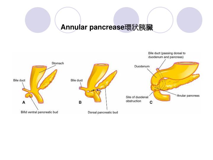 PPT - Development of GI system PowerPoint Presentation - ID:5693177