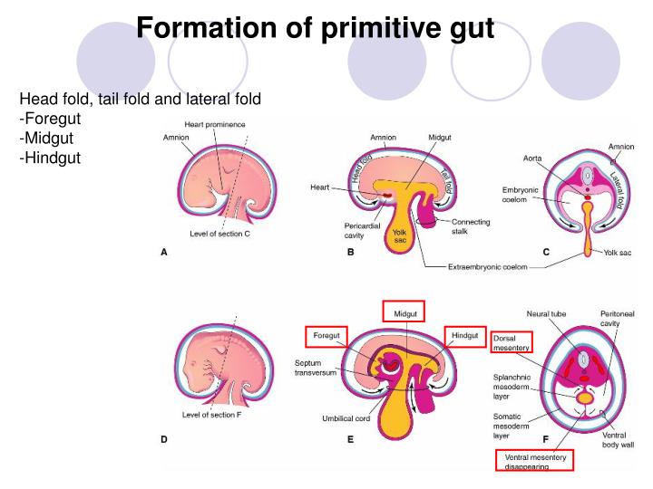 PPT - Development of GI system PowerPoint Presentation - ID:5693177
