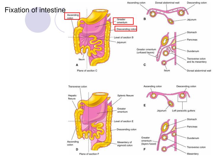 PPT - Development of GI system PowerPoint Presentation - ID:5693177