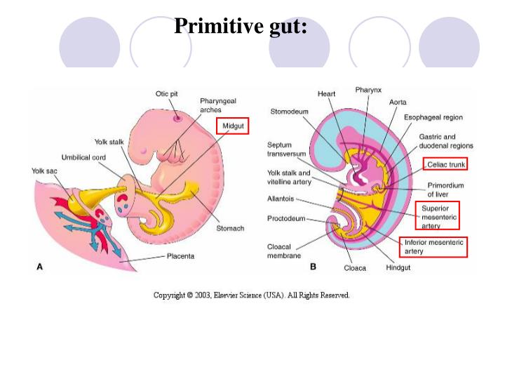 PPT - Development of GI system PowerPoint Presentation - ID:5693177