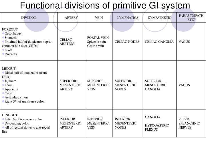 PPT - Development of GI system PowerPoint Presentation - ID:5693177