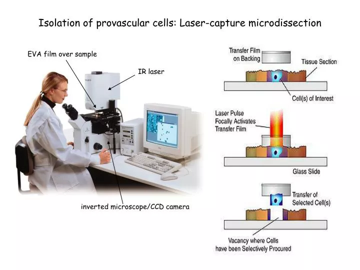PPT - Isolation of provascular cells: Laser-capture microdissection ...