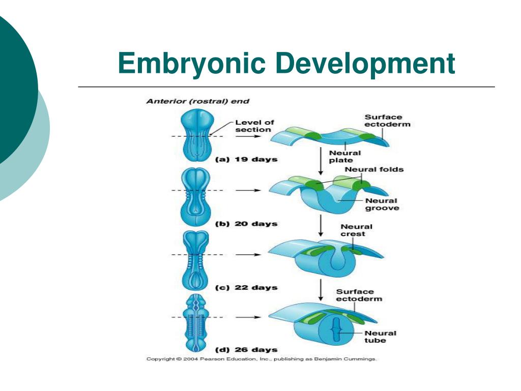 PPT - The Central Nervous System PowerPoint Presentation, free download ... PPT - The Central Nervous System PowerPoint Presentation, free download ...