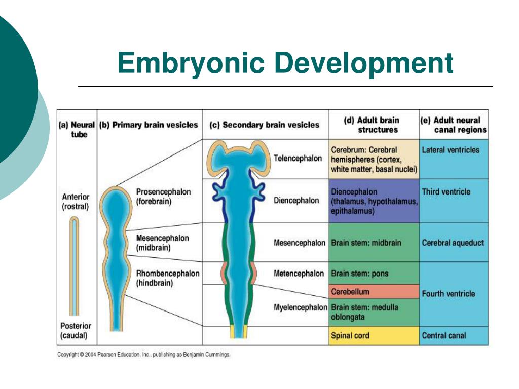 PPT - The Central Nervous System PowerPoint Presentation, free download ... PPT - The Central Nervous System PowerPoint Presentation, free download ...