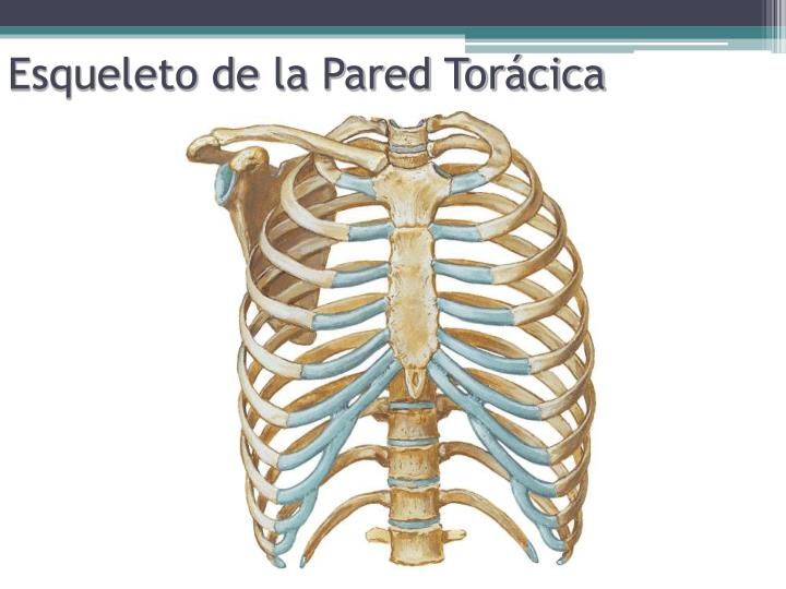 PPT - Tórax. PowerPoint Presentation - ID:5694211
