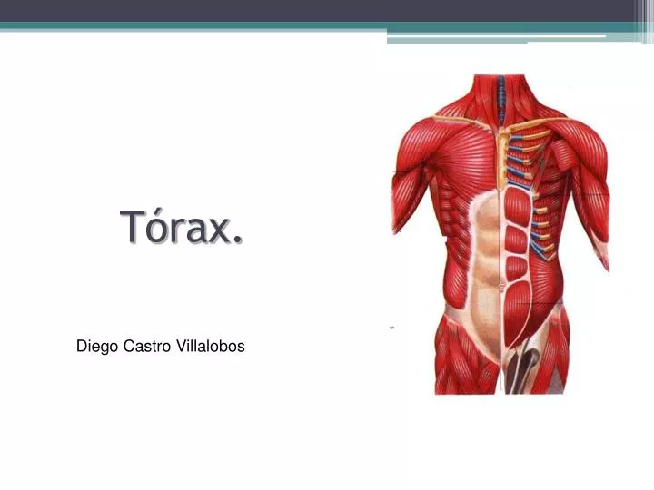 PPT - Tórax. PowerPoint Presentation, free download - ID:5694211