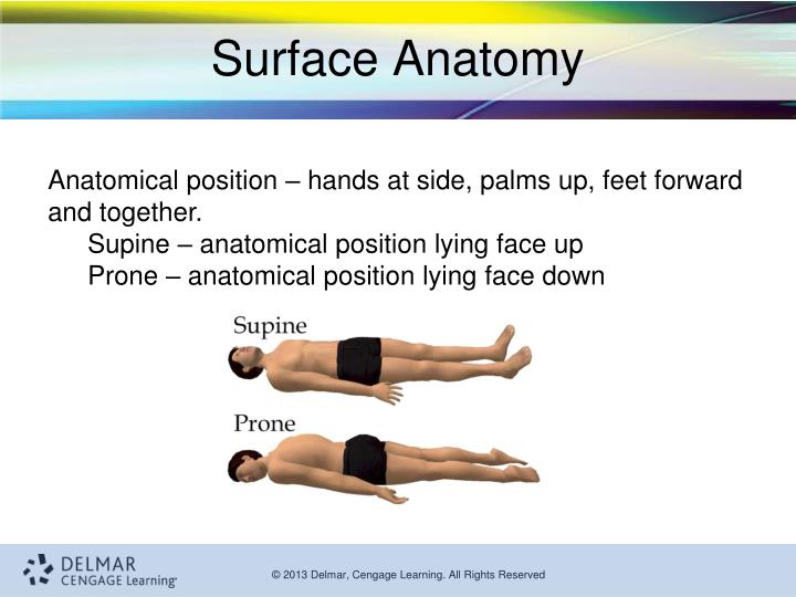 PPT - Anatomic Reference Systems PowerPoint Presentation - ID:5694659