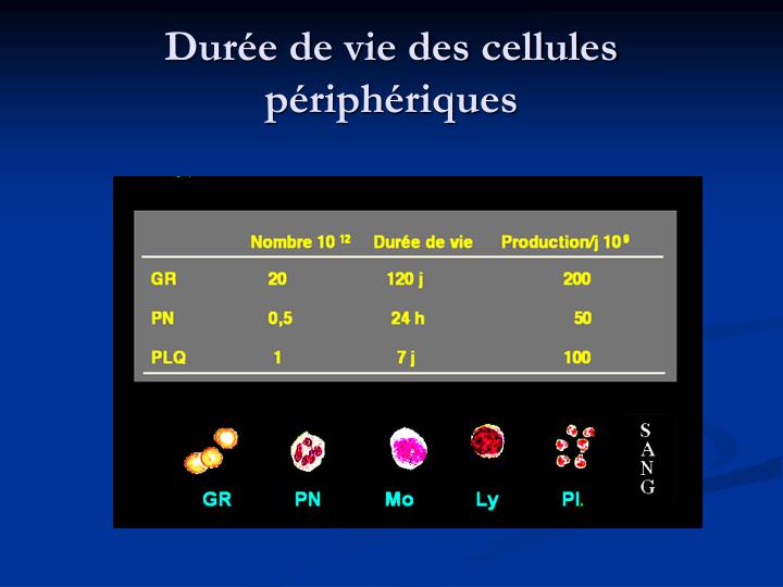 PPT - Cellules sanguines et inflammation PowerPoint Presentation - ID ...