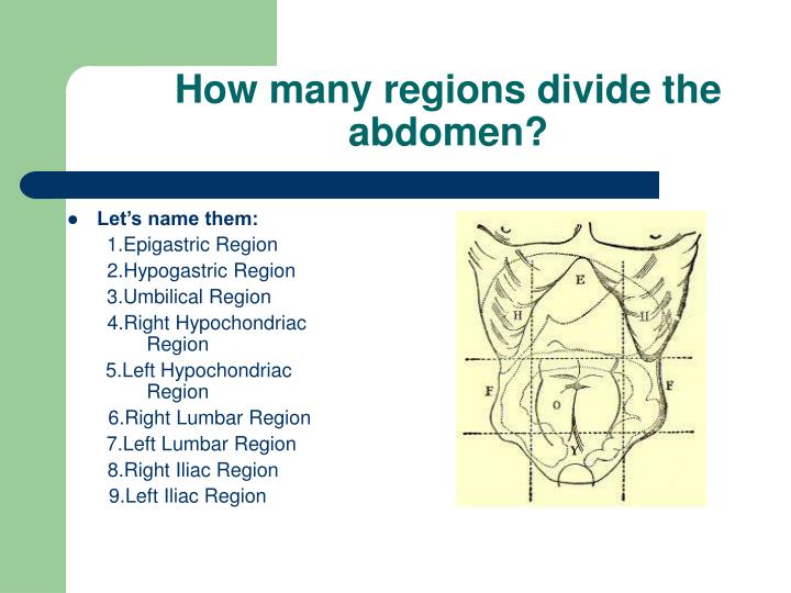 PPT - Identifying Abdominal Quadrants & Regions PowerPoint Presentation ...