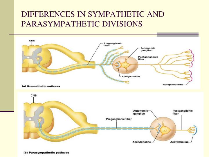 PPT - PHYSIOLOGY OF SYMPATHETIC AND PARASYMPATHETIC NERVOUS SYSTEM ...