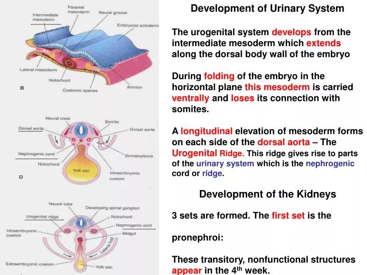 PPT - Development of Urinary System PowerPoint Presentation, free ...