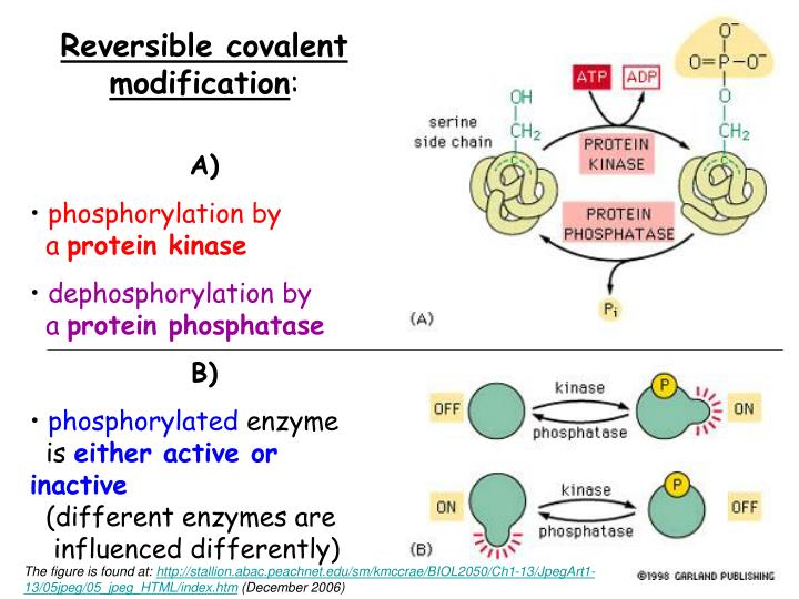 PPT - Regulation of metabolism on the cellular level PowerPoint ...