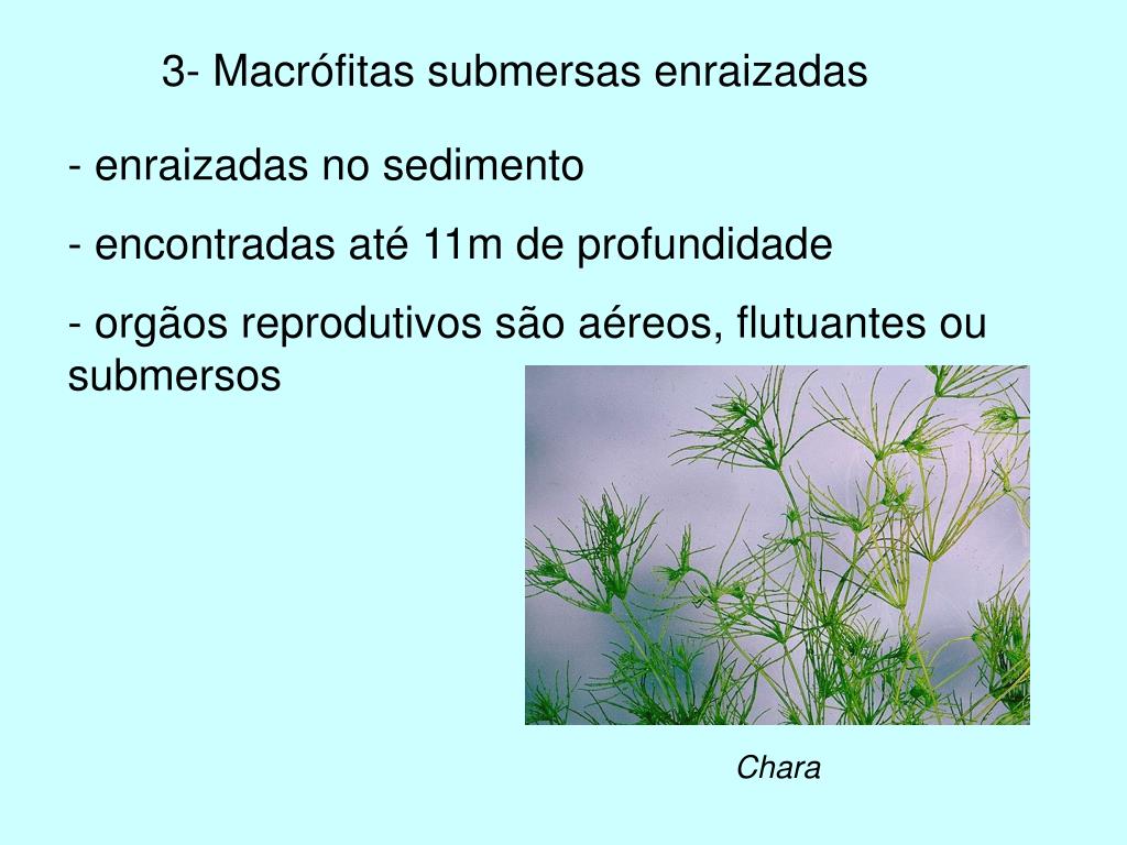 PPT - Seminário Ecologia Energética Macrófitas Aquáticas PowerPoint ...
