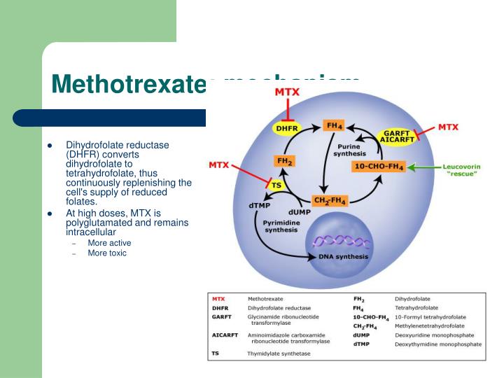 PPT - Chemotherapy: Nuts and Bolts PowerPoint Presentation - ID:5696234