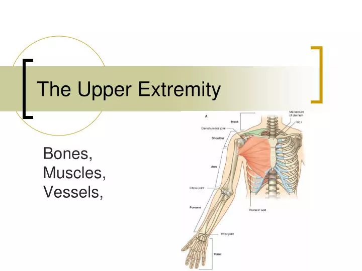 PPT The Upper Extremity PowerPoint Presentation Free Download ID PPT The Upper Extremity PowerPoint Presentation Free Download ID