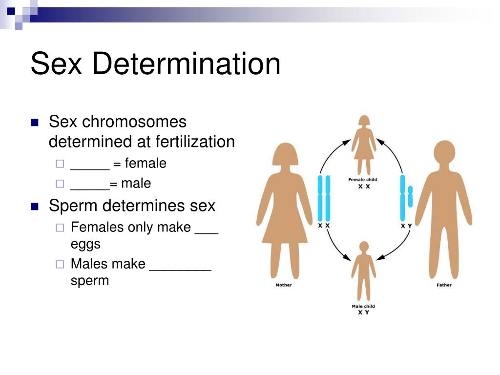 Ppt Inheritance Of Sex And Sex Linked Or Influenced Traits Powerpoint